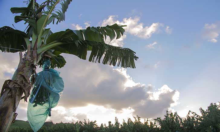 Le parquet de Paris a requis un non-lieu dans le proces du chlordecone ...