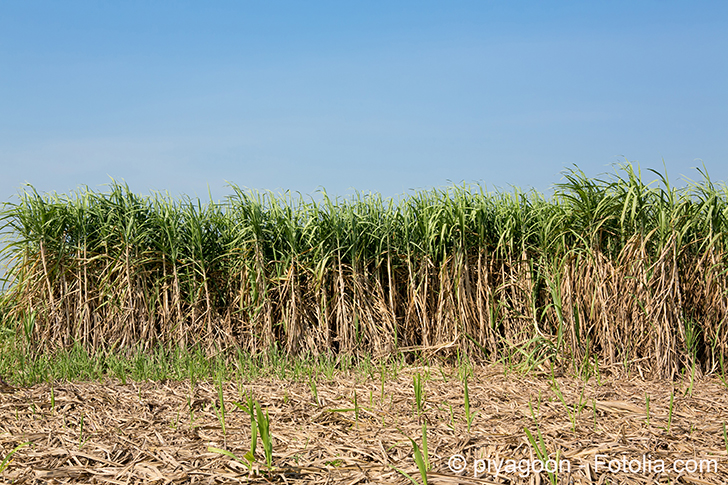Les agrocarburants ne tiennent pas leurs promesses (par RiskAssur édité ...