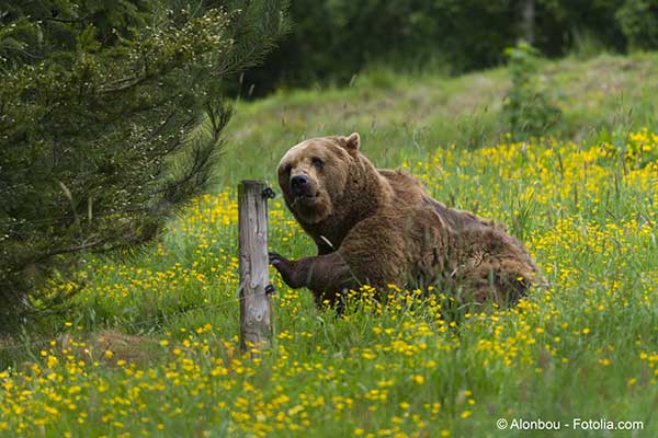 Dans les Pyrenees, la population de lours a augmente sans en assurer la ...
